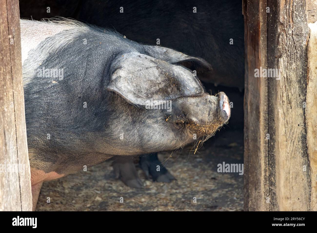 A pig's head peeks out from the barn door Stock Photo - Alamy