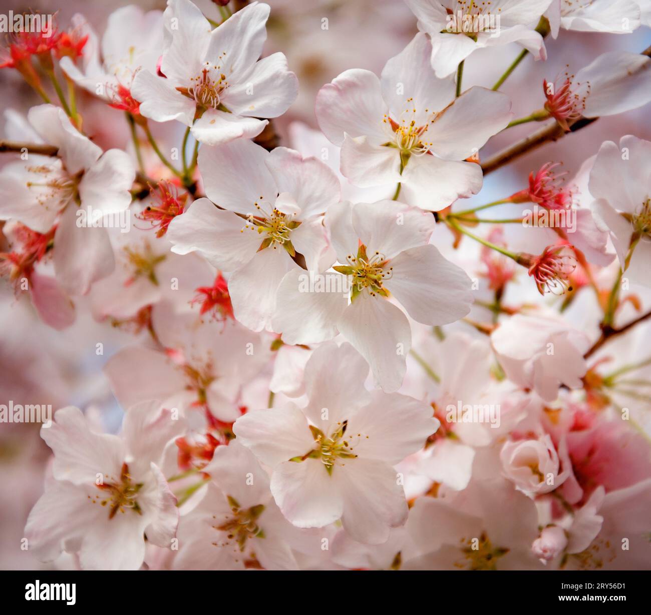A cherry blossom, also known as a Japanese cherry or sakura, is a ...