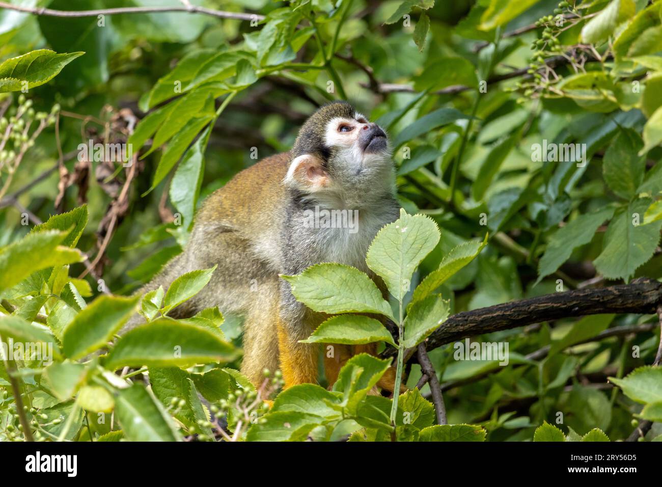 A Common squirrel monkeys (Saimiri sciureus) on a tree Stock Photo - Alamy