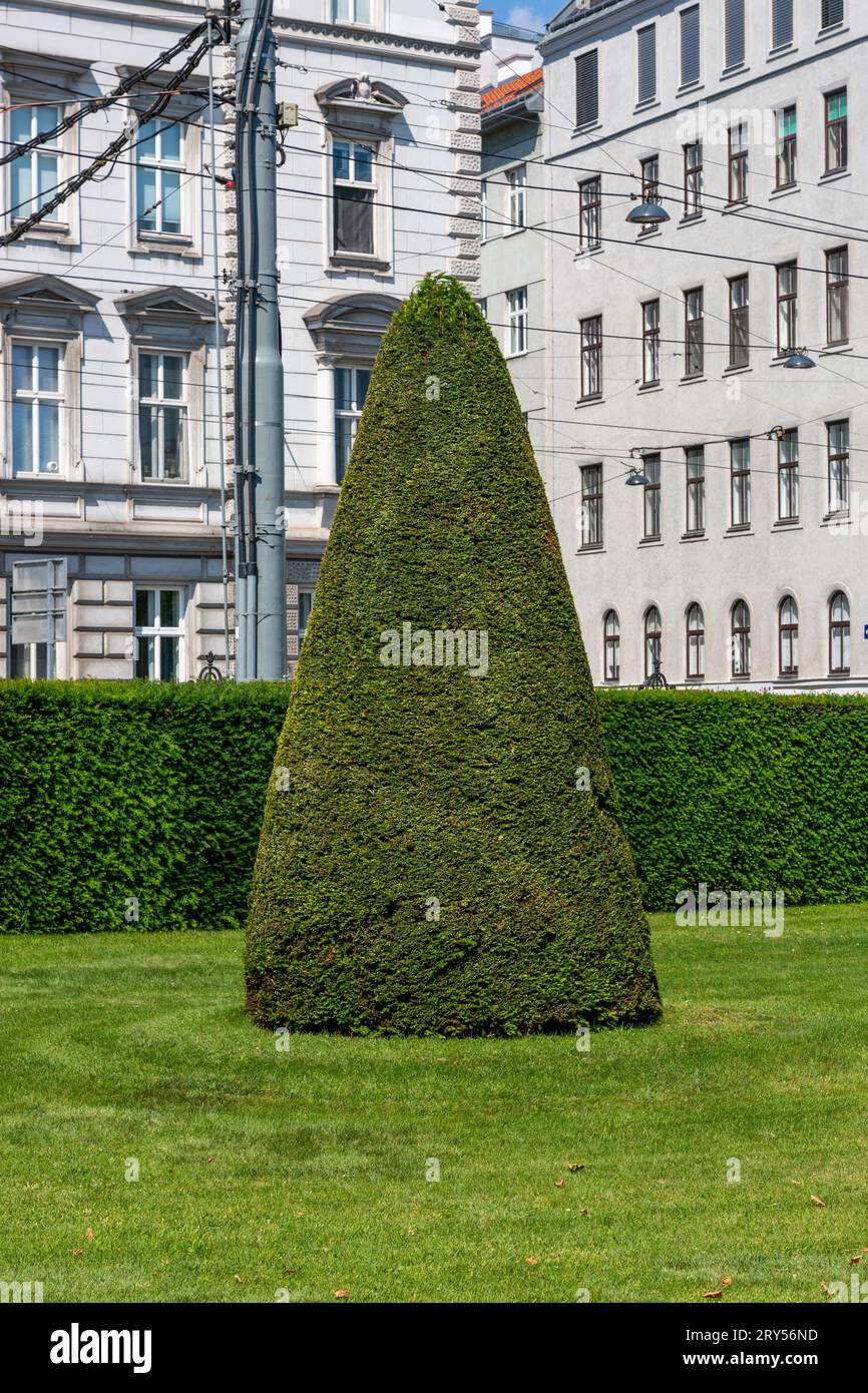 A trimmed tree in the shape of a pyramid on the city lawn Stock Photo ...