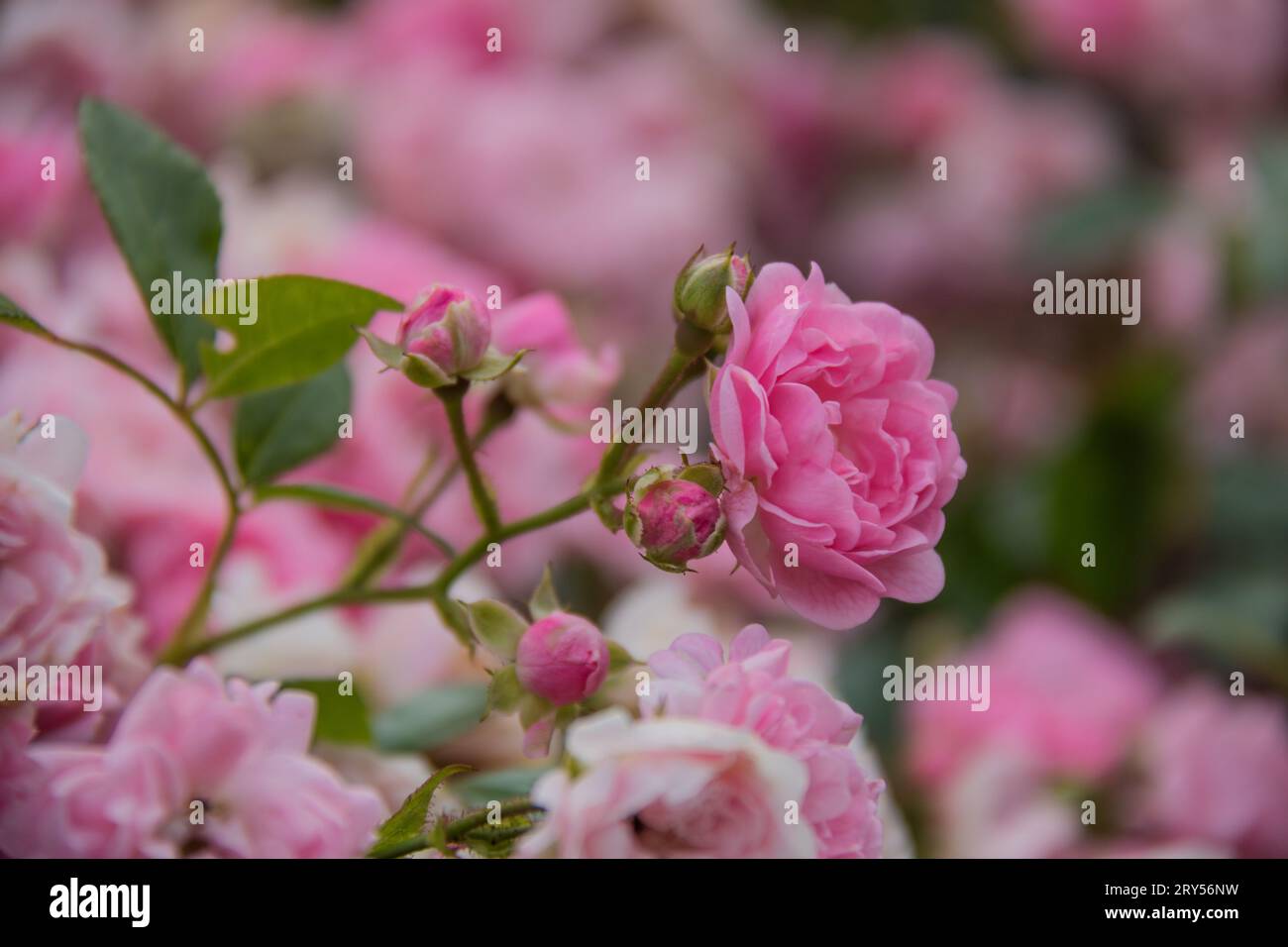 It is the symbol of emotions like Red for love, yellow for friendship ...