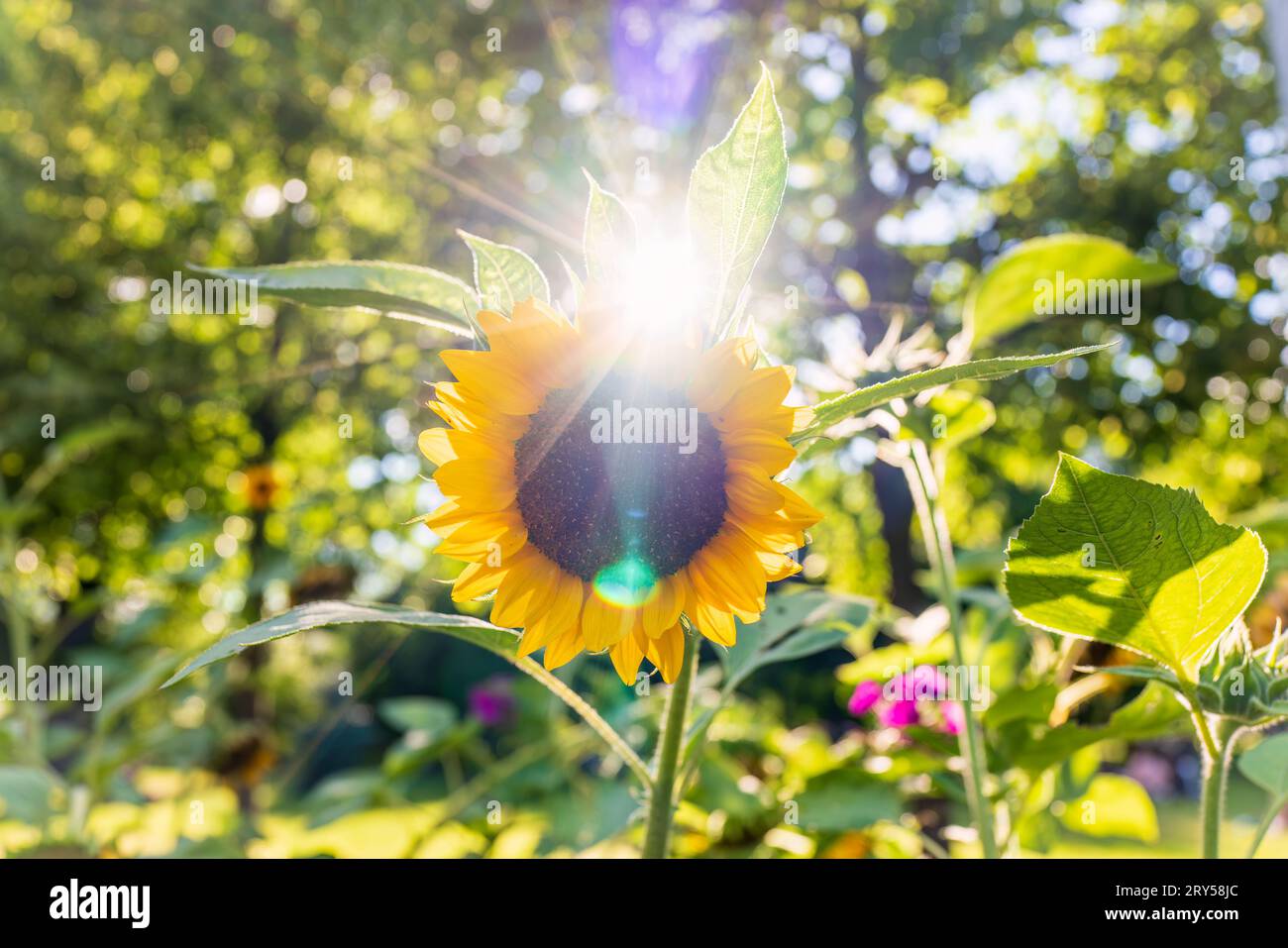 Setting sun over field of blooming sunflowers. Bright photo of ...