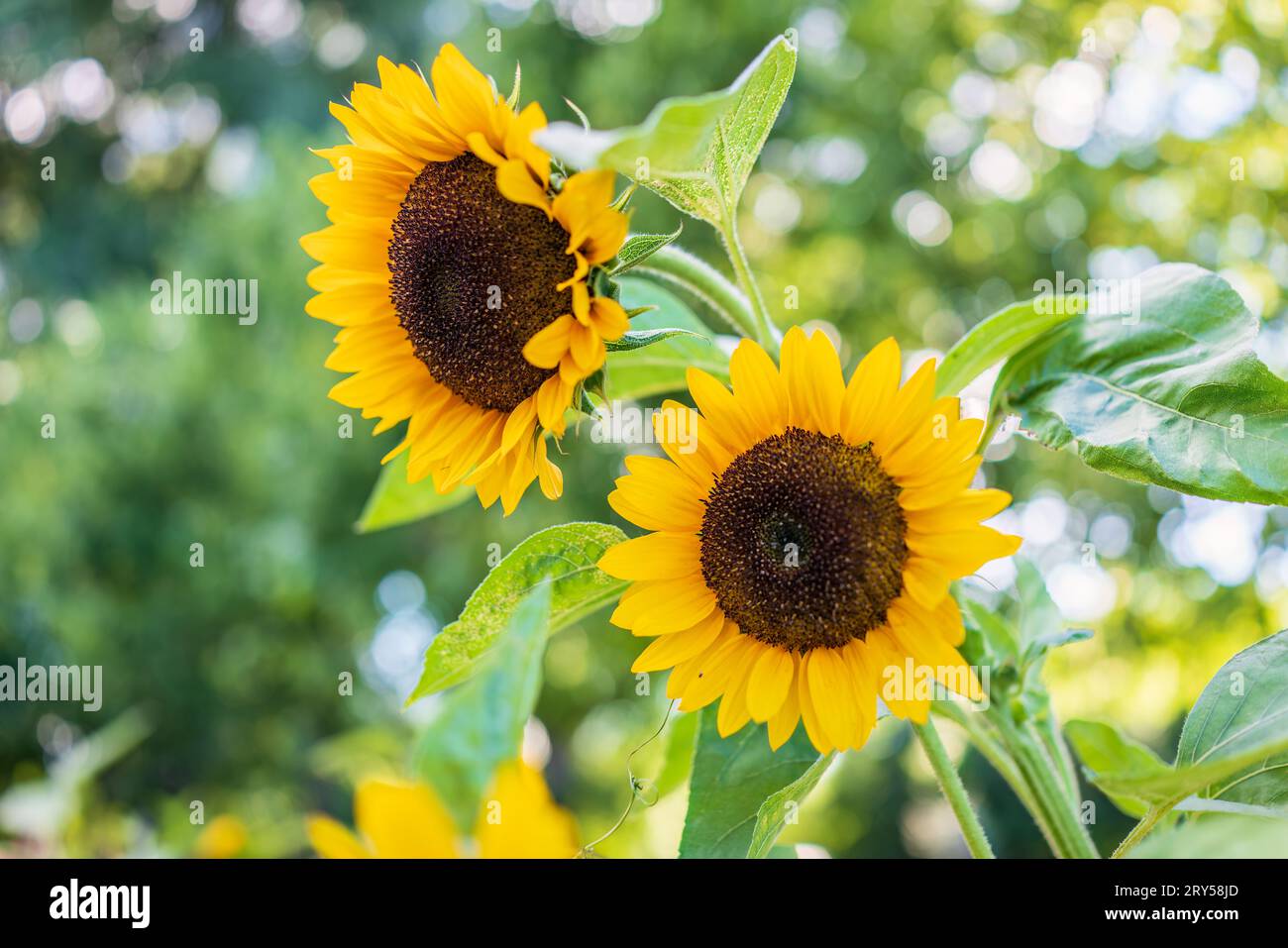 Setting sun over field of blooming sunflowers. Bright photo of ...