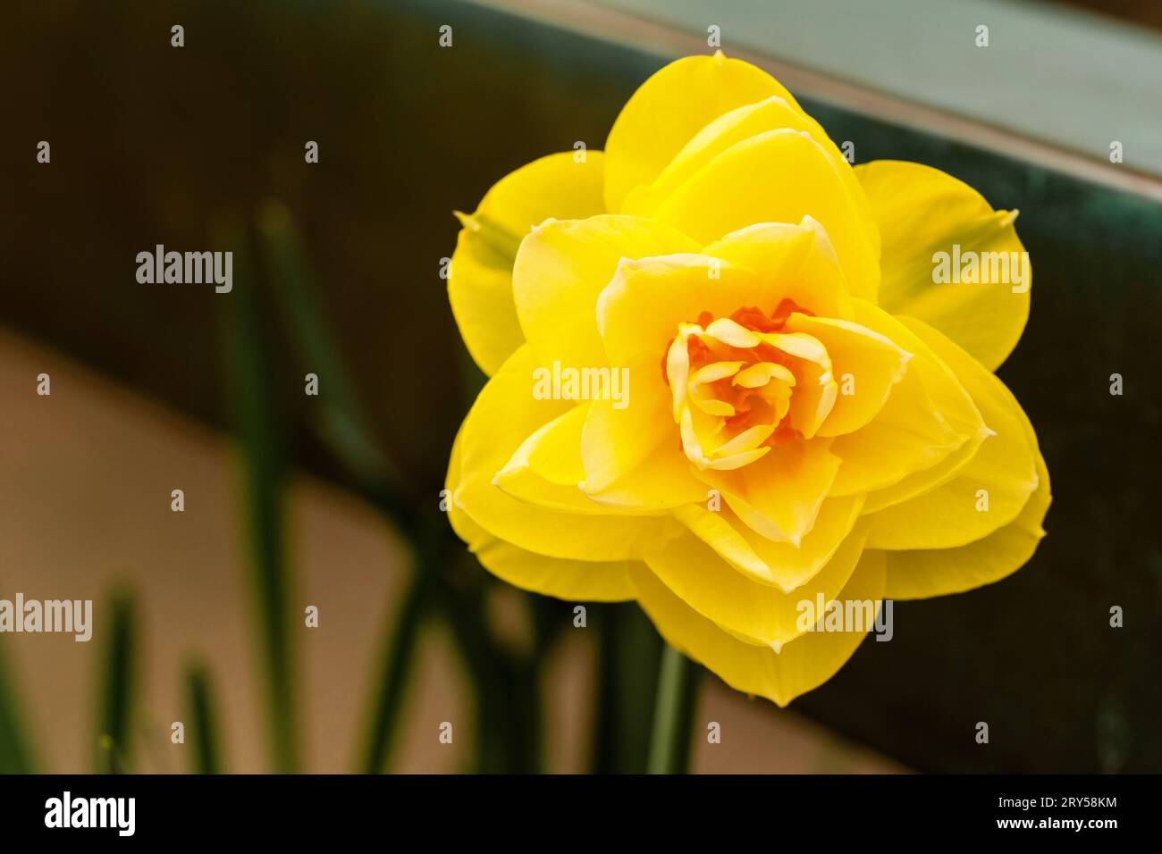 Narcissus pseudonarcissus, wild daffodil or Lent lily. Beautiful ...