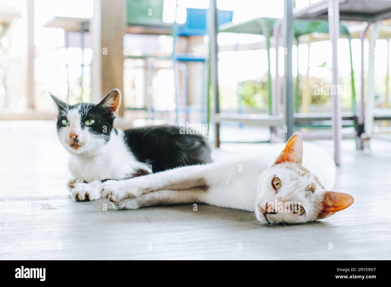 Two cats on fence hi-res stock photography and images - Alamy
