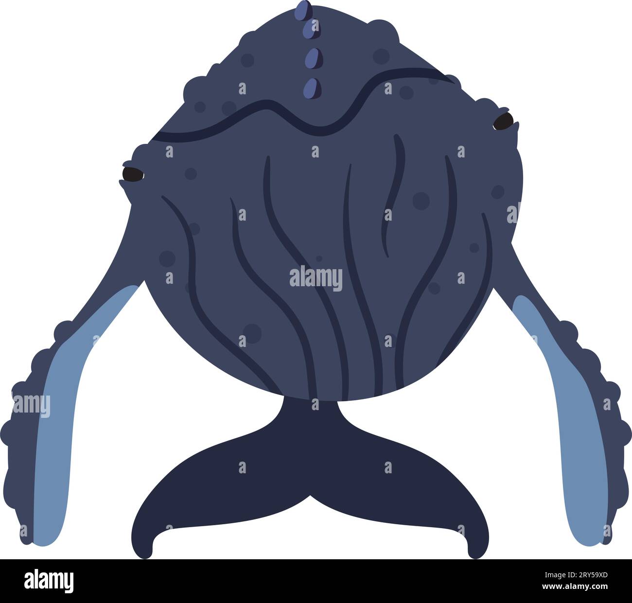 Whale front Stock Vector Images - Alamy