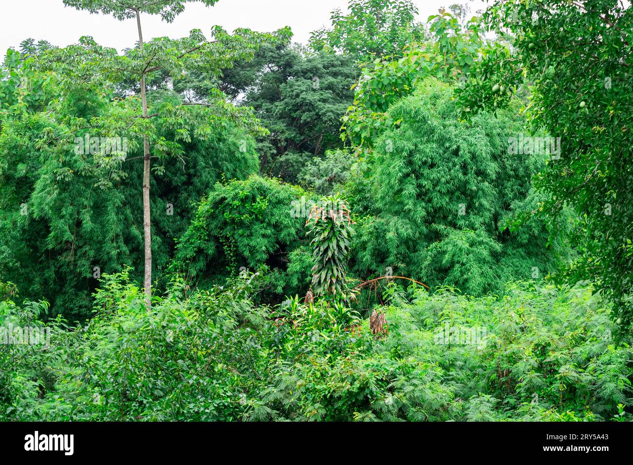 Tranquil scene of beautiful tropical rainforest in thailand after ...