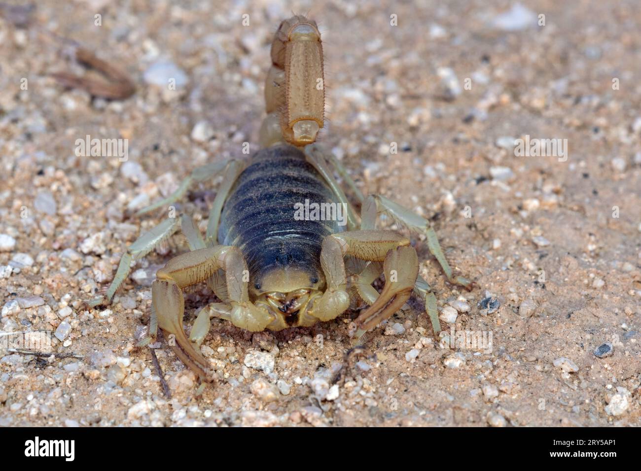 Giant Desert Hairy Scorpion (Hadrurus arizonensis Stock Photo - Alamy