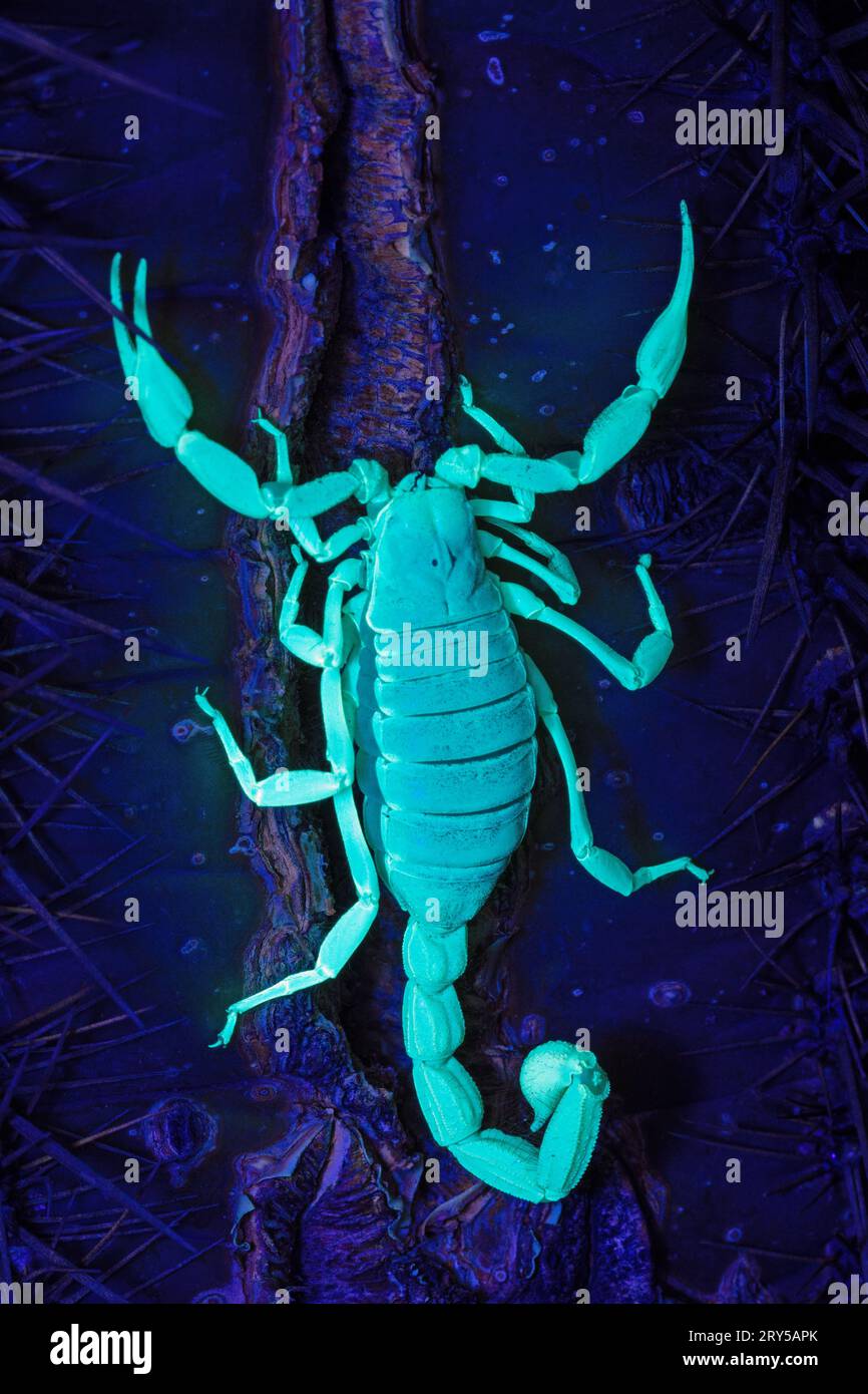 Giant Desert Hairy Scorpion (Hadrurus arizonensis) on Saguaro Cactus ...