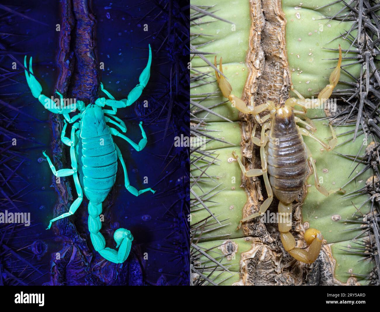 Giant Desert Hairy Scorpion (Hadrurus arizonensis) with normal light ...