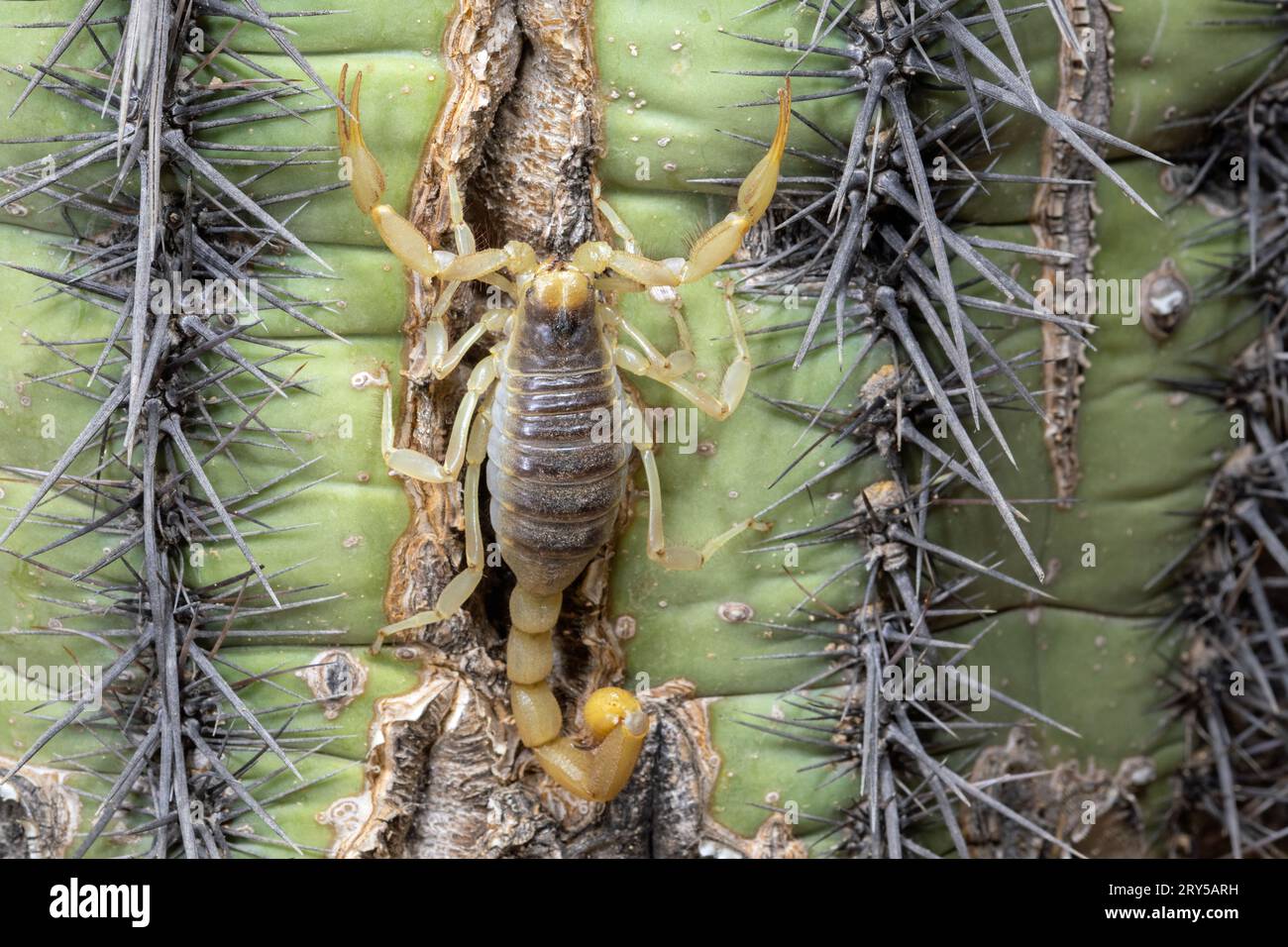 Giant Desert Hairy Scorpion (Hadrurus arizonensis) on Saguaro Cactus ...