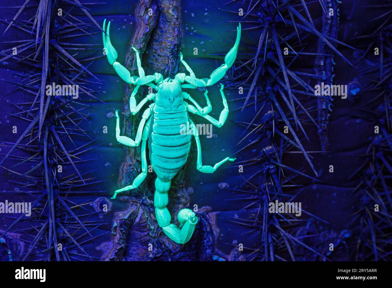 Giant Desert Hairy Scorpion (Hadrurus arizonensis) on Saguaro Cactus ...