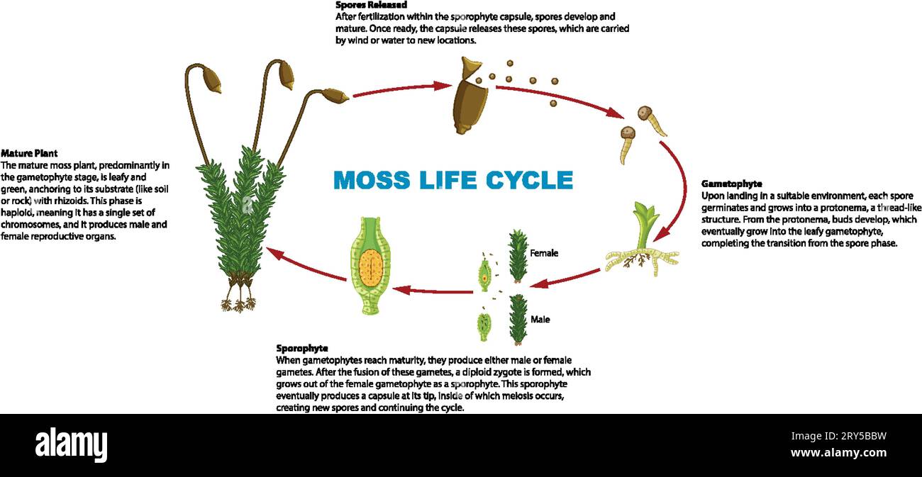 Illustrated Infographic Depicting The Life Cycle Of Moss Plants Stock Vector Image And Art Alamy