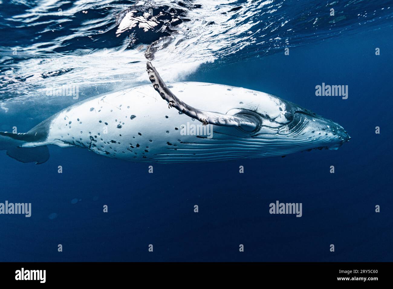 White humpback whale hi-res stock photography and images - Alamy
