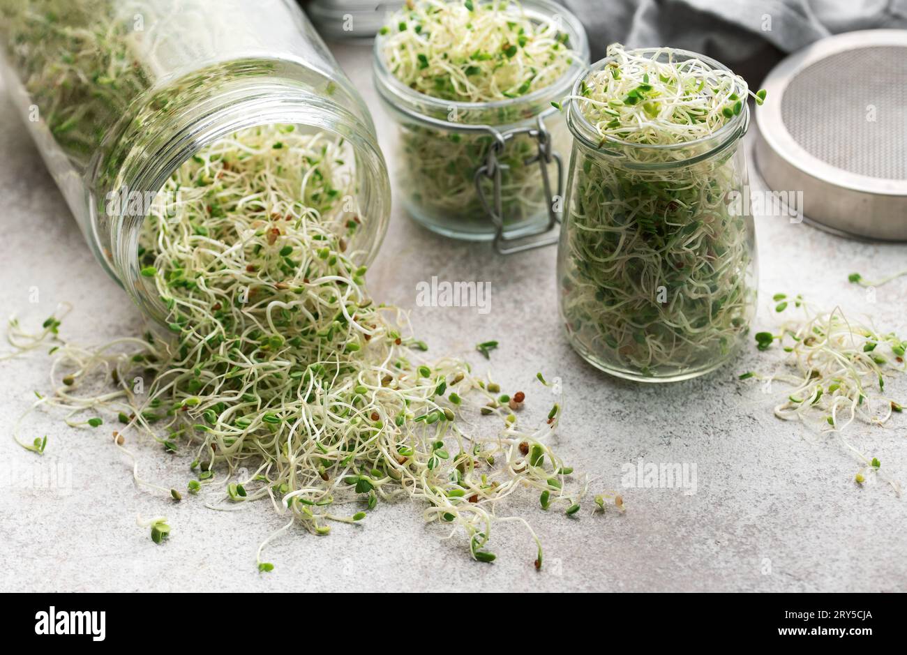 Microgreens grown in a jar. Healthy Eating Stock Photo - Alamy