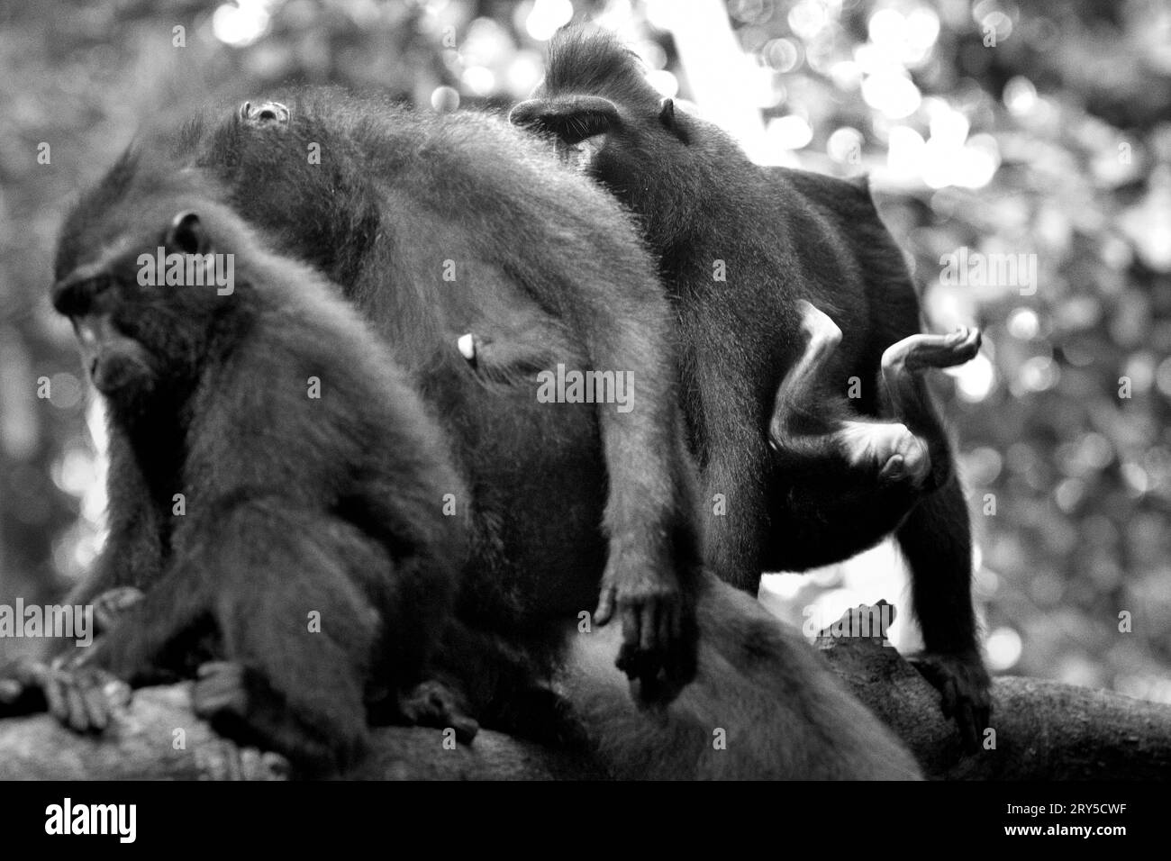 Primate reproduction cycle hi-res stock photography and images - Alamy