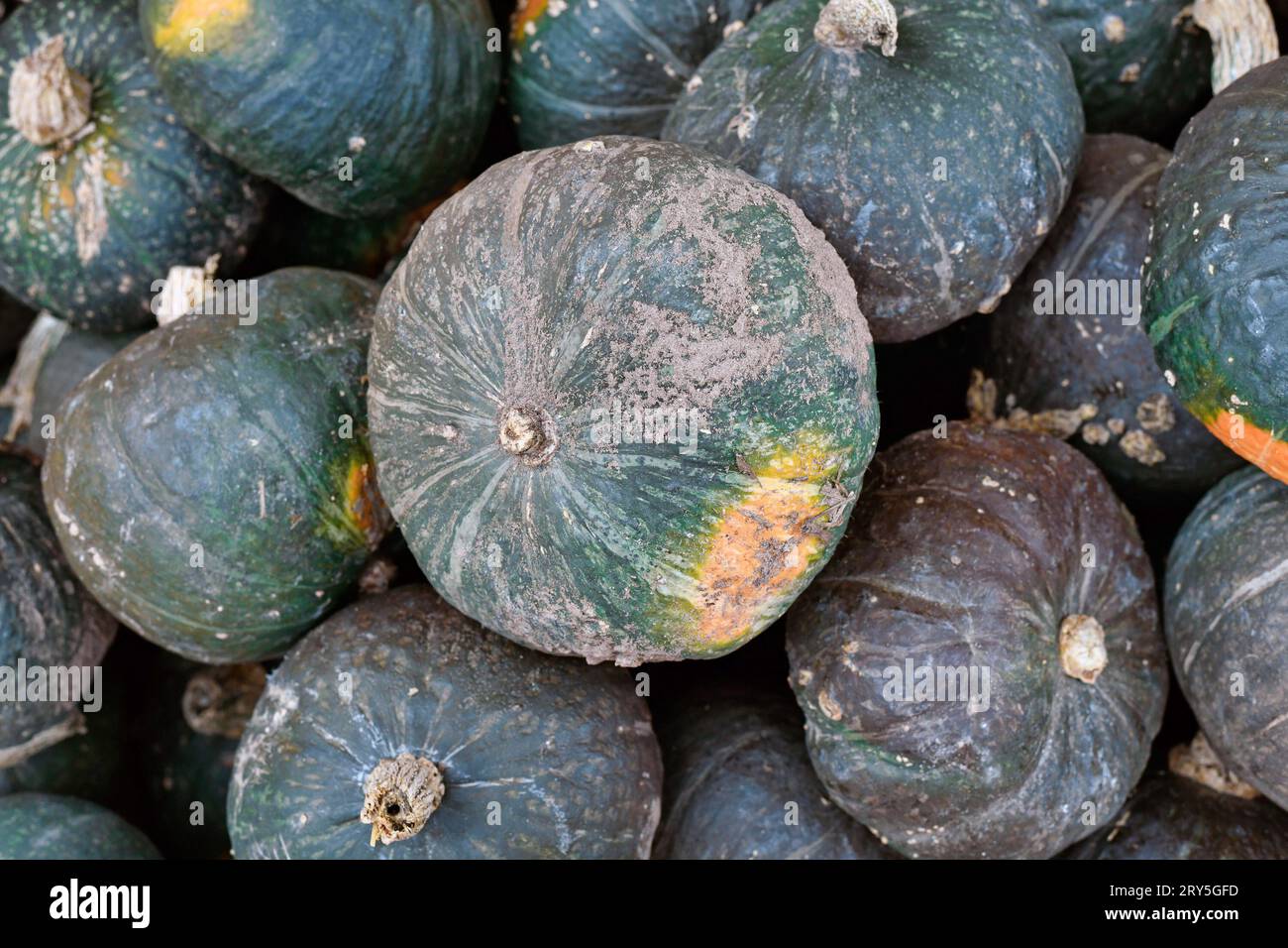 Dark green Japanese Kabocha squash in pile Stock Photo - Alamy