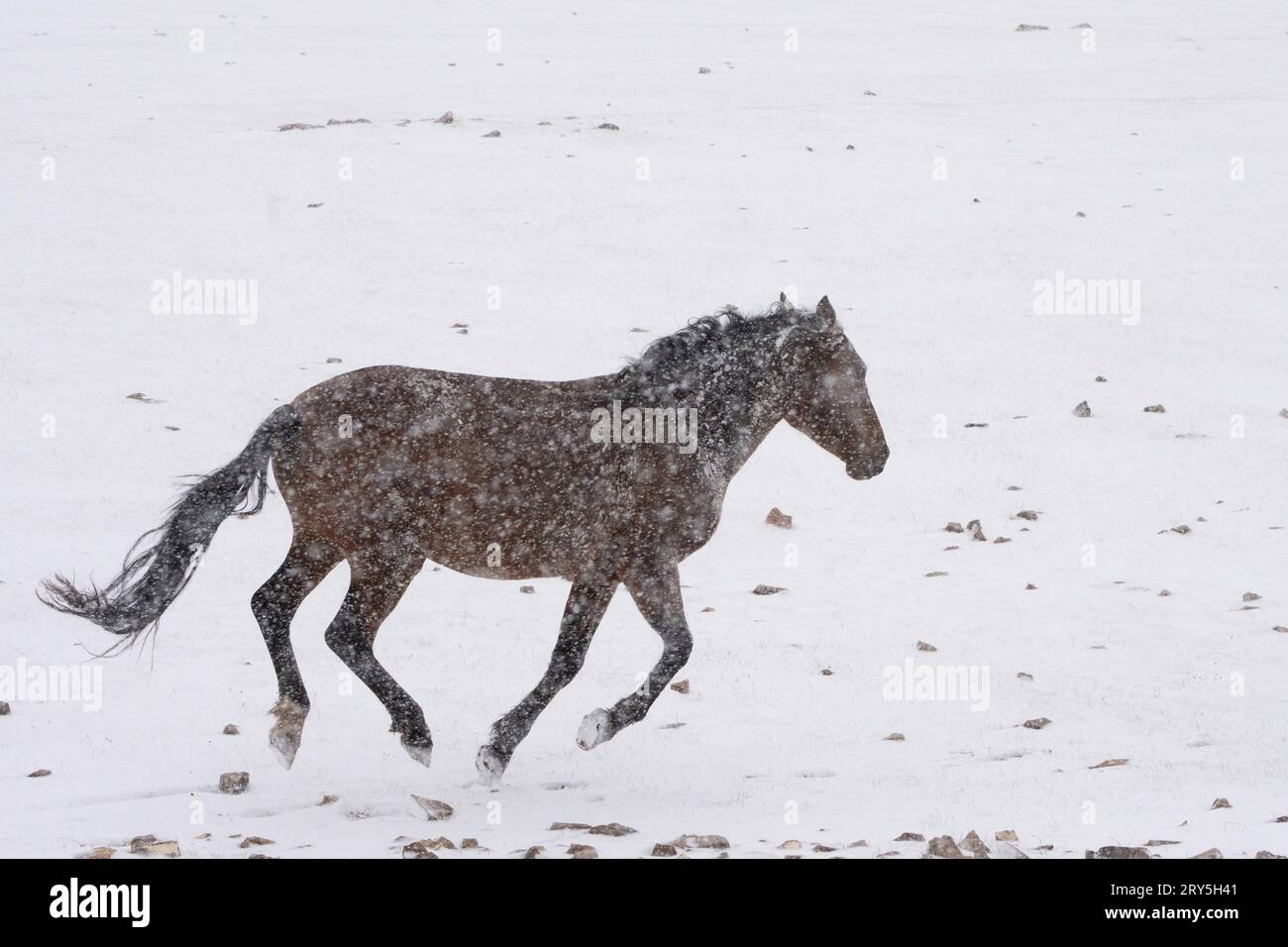 Horses running in snow hi-res stock photography and images - Alamy