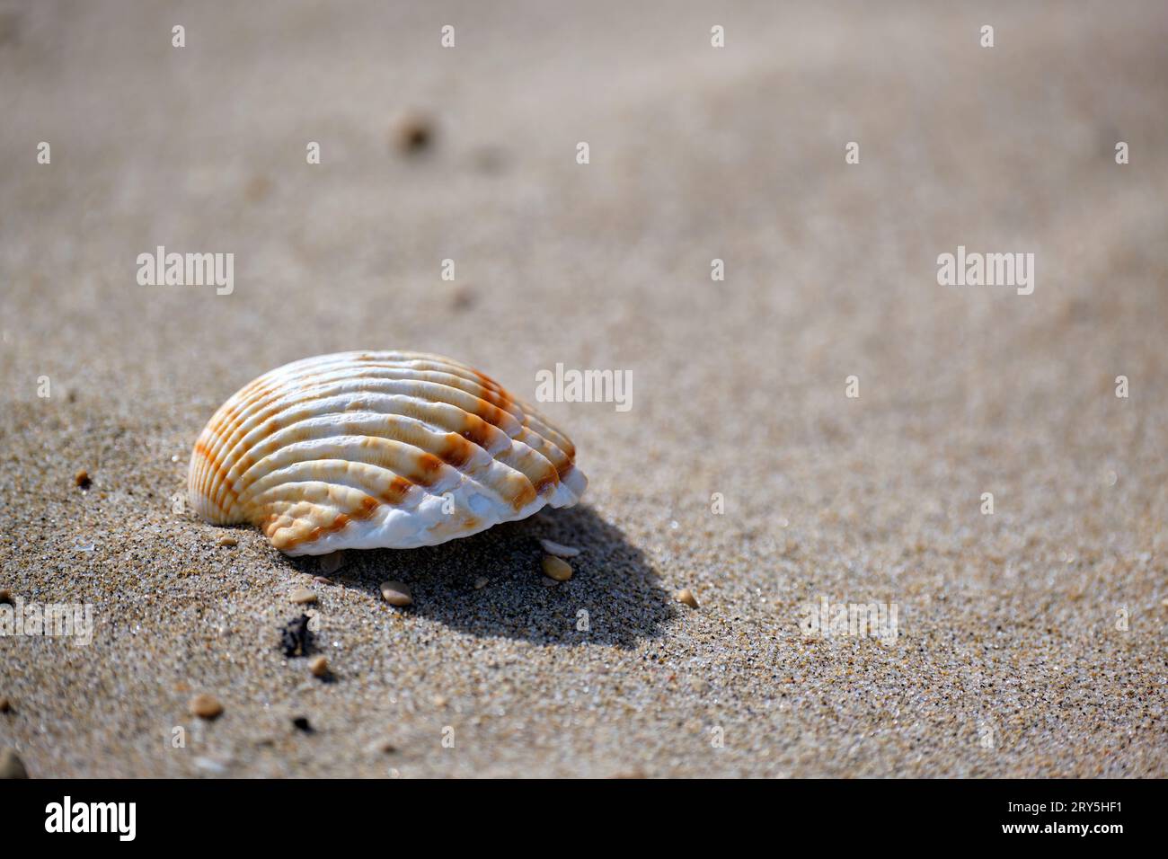 Clam on the beach hi-res stock photography and images - Alamy