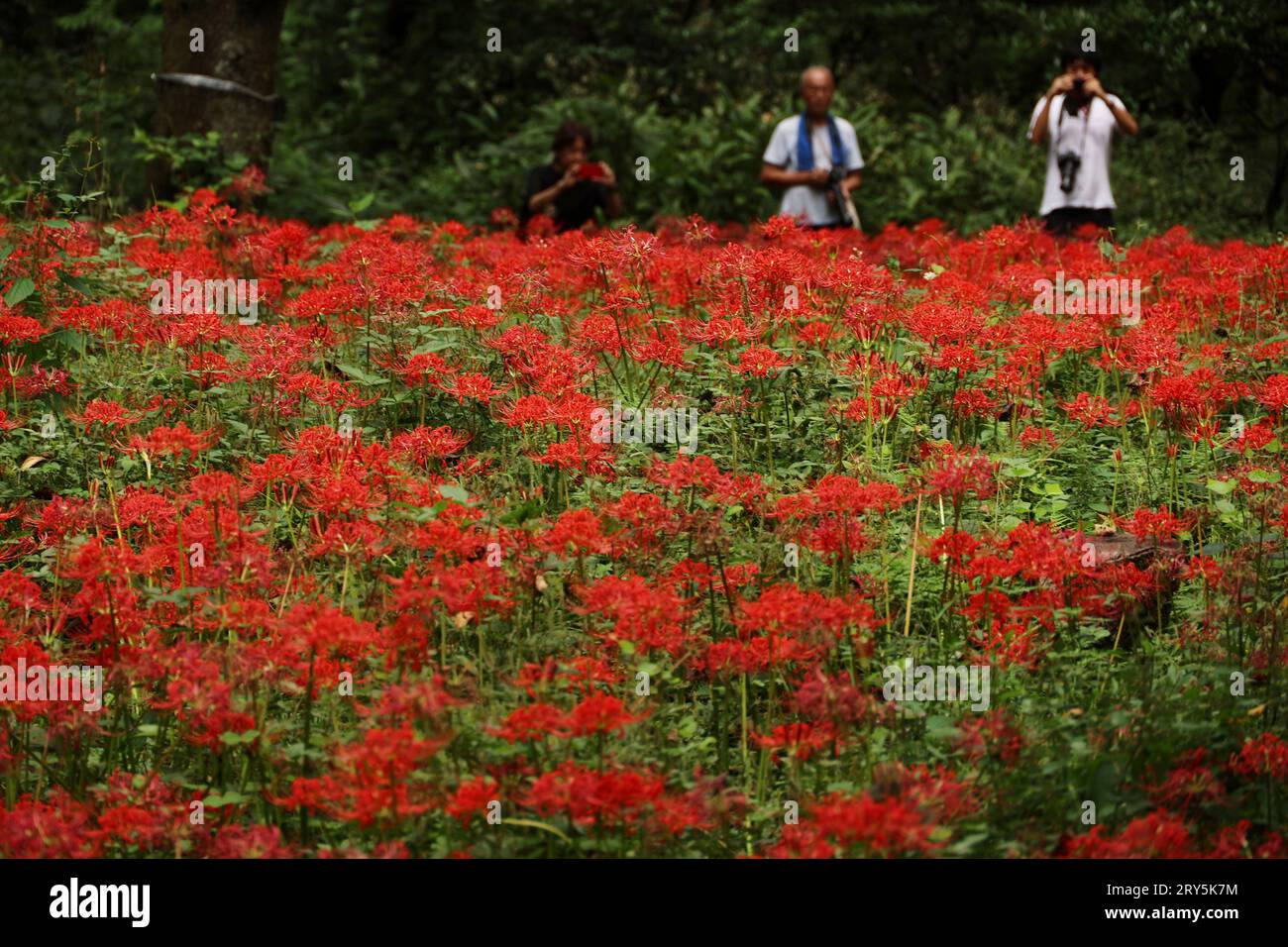 Flowers of red spider lily (Lycoris radiata / red magic lily / equinox ...