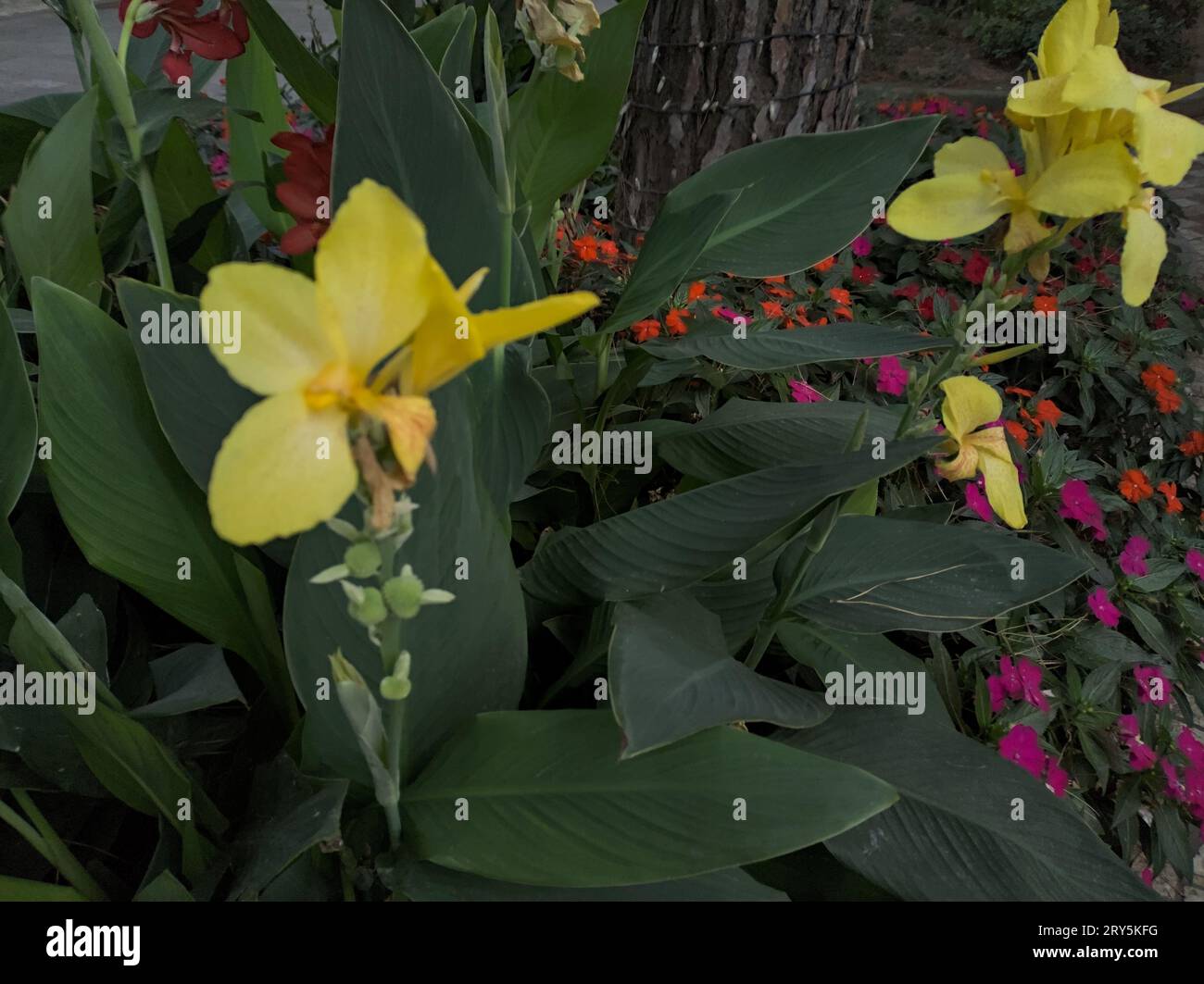 Yelow canna indica in a flowerbed seen up close Stock Photo - Alamy