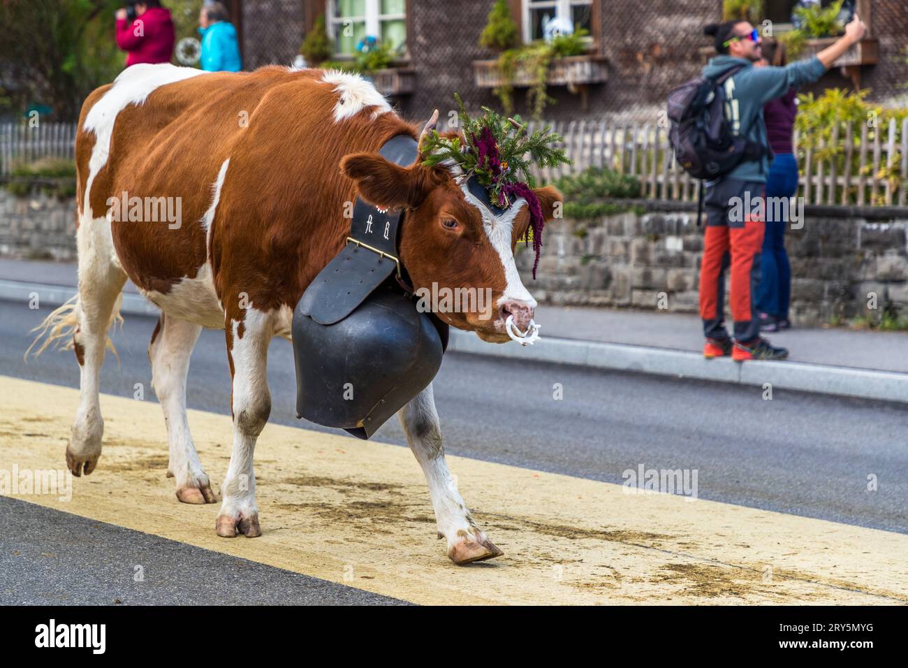 Autumnal ceremonial cattle drive from mountain pastures into the valley ...