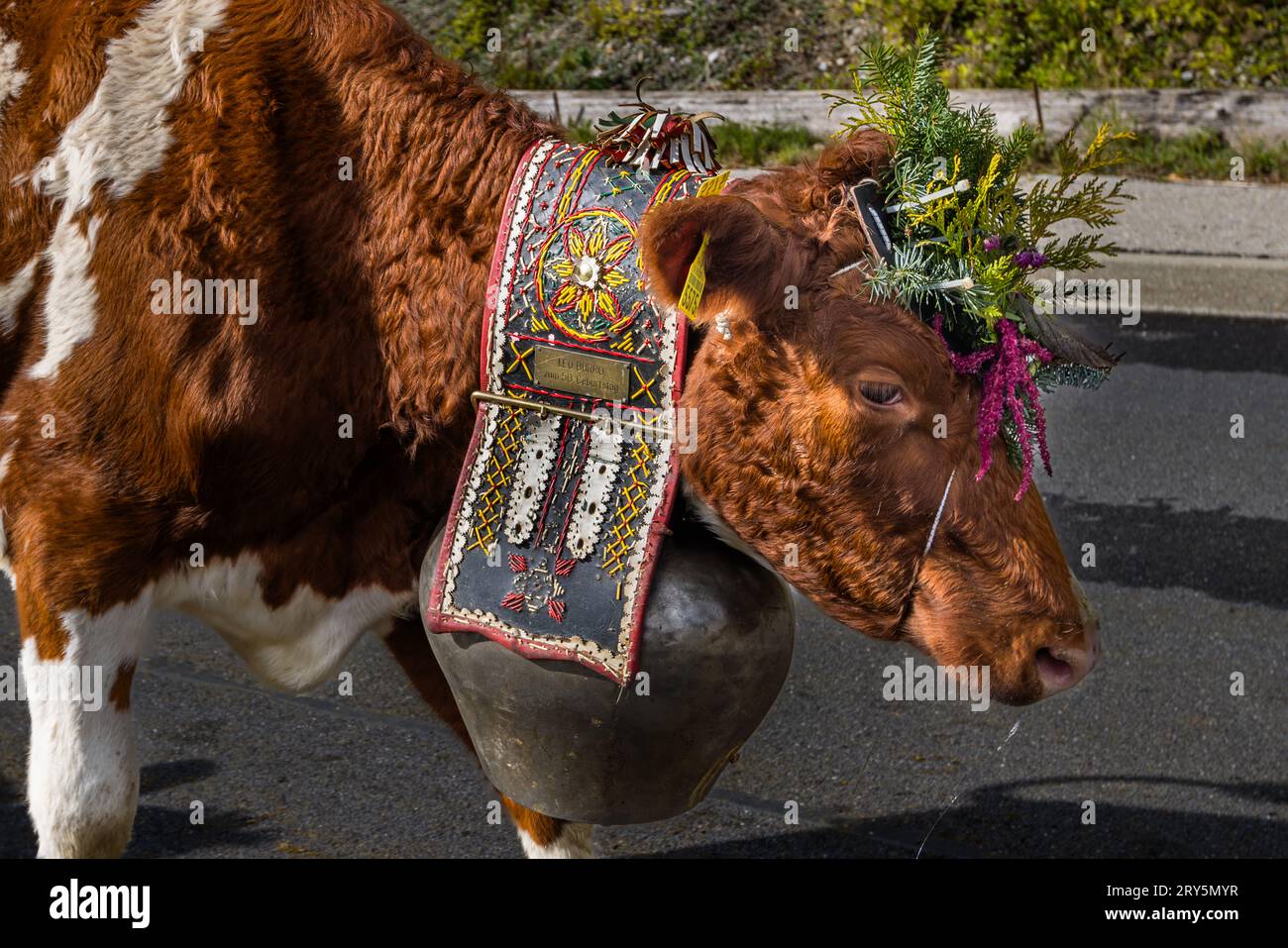 Autumnal ceremonial cattle drive from mountain pastures into the valley ...