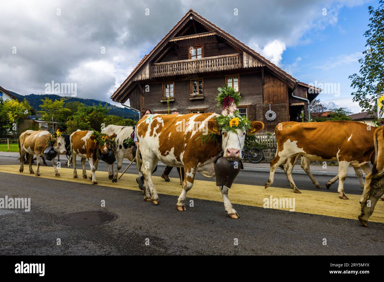 Autumnal ceremonial cattle drive from mountain pastures into the valley ...