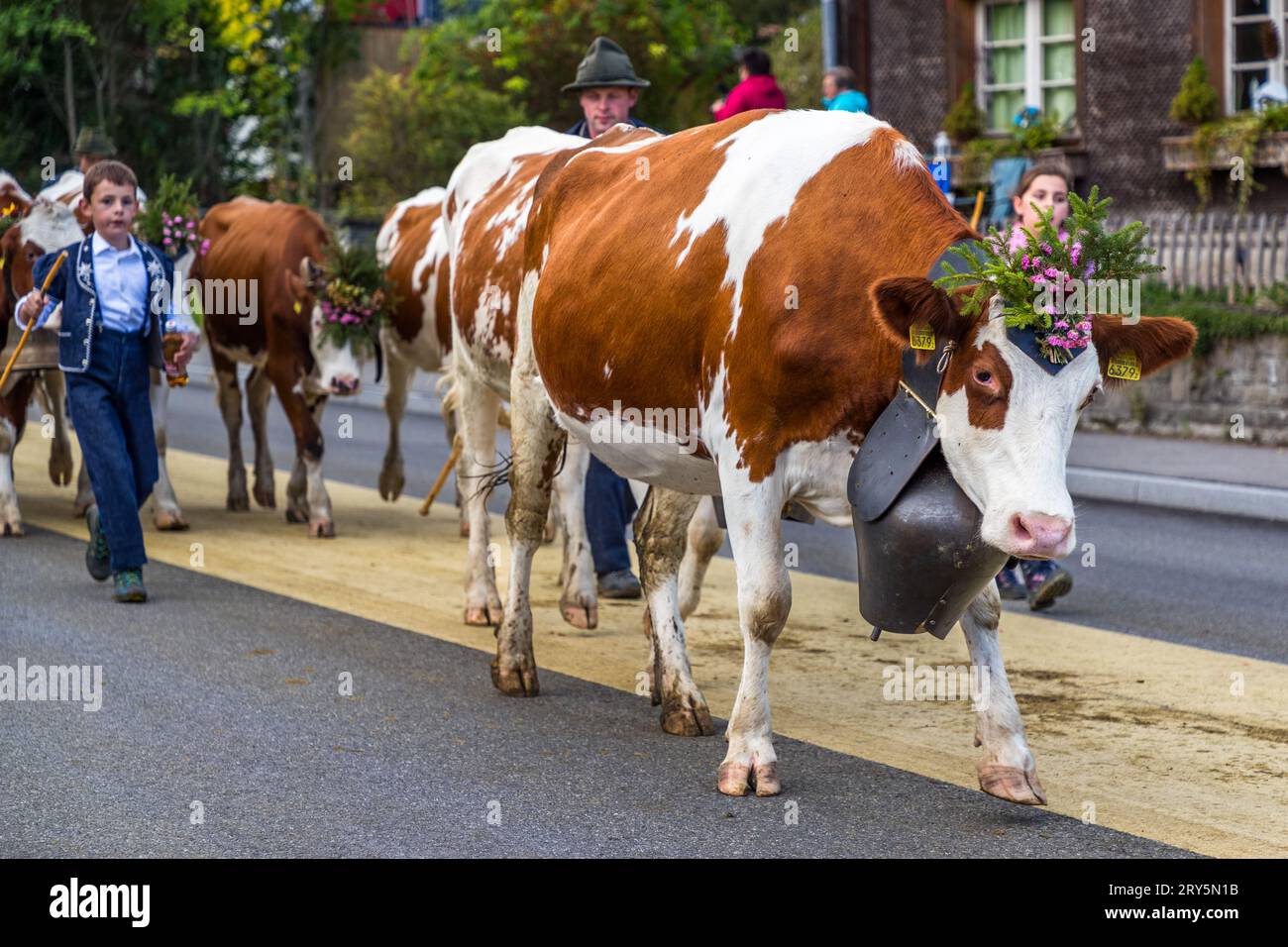 Autumnal ceremonial cattle drive from mountain pastures into the valley ...