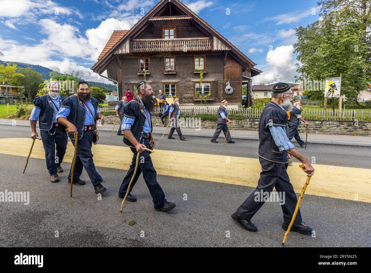 Autumnal ceremonial cattle drive from mountain pastures into the valley ...
