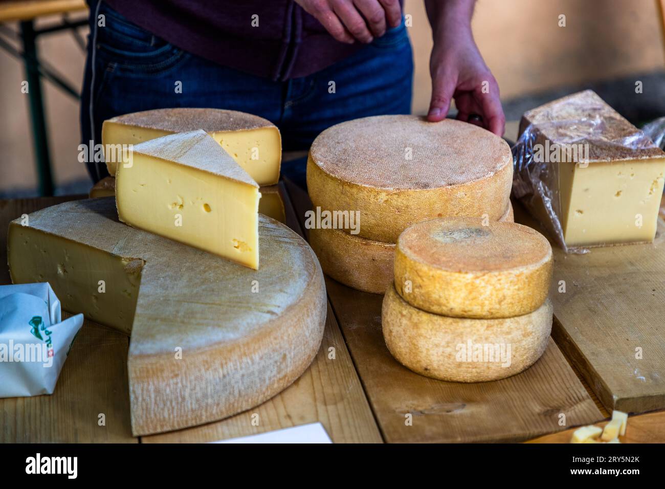Autumnal ceremonial cattle drive from mountain pastures into the valley ...