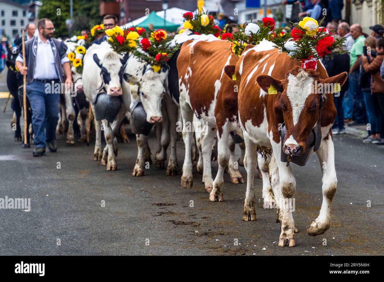 Autumnal ceremonial cattle drive from mountain pastures into the valley ...