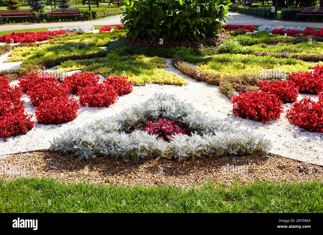 A beautiful flowers begonia and Silver dust Cineraria maritima growing in city garden. Planting ...