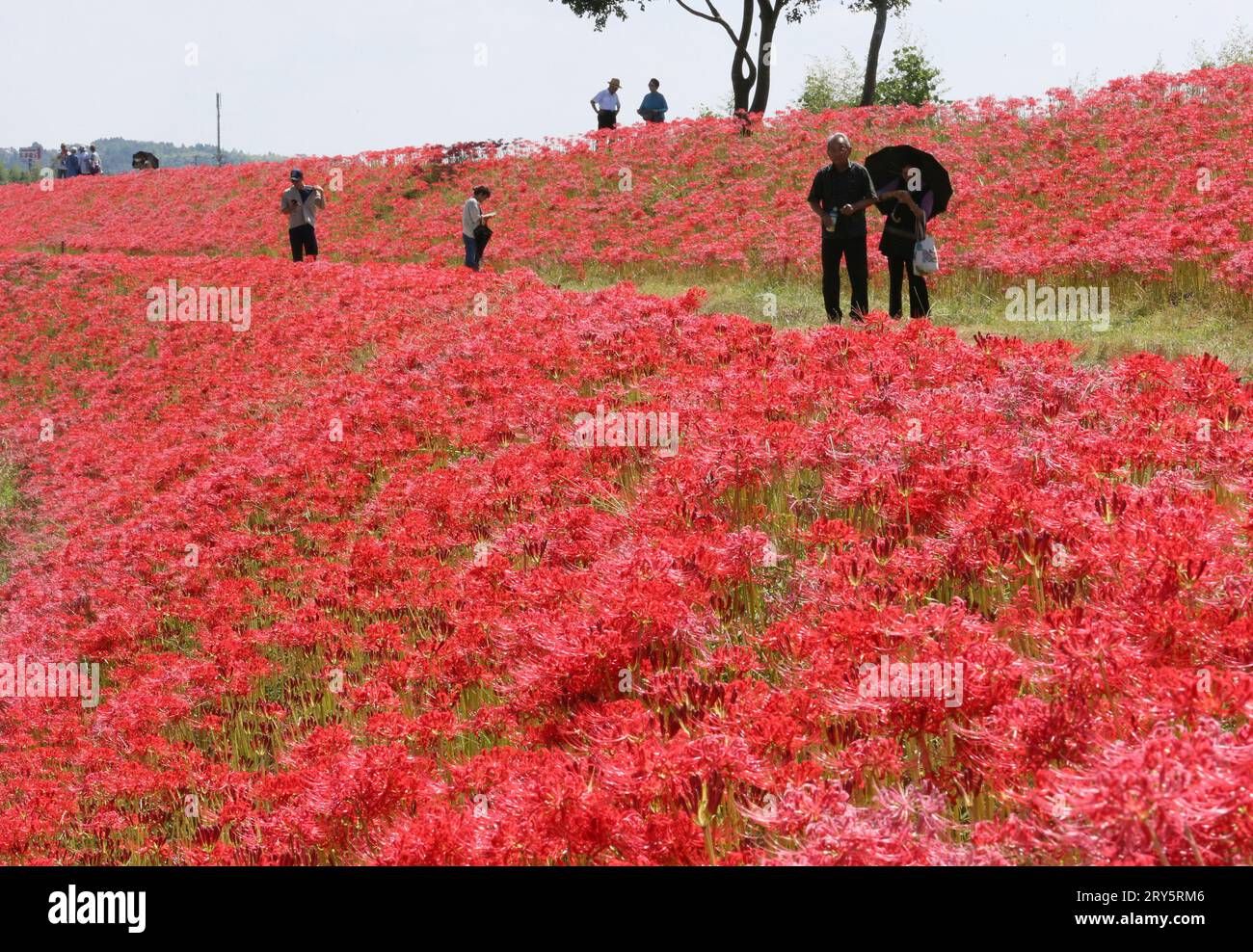 Flowers of red spider lily (Lycoris radiata / red magic lily / equinox ...