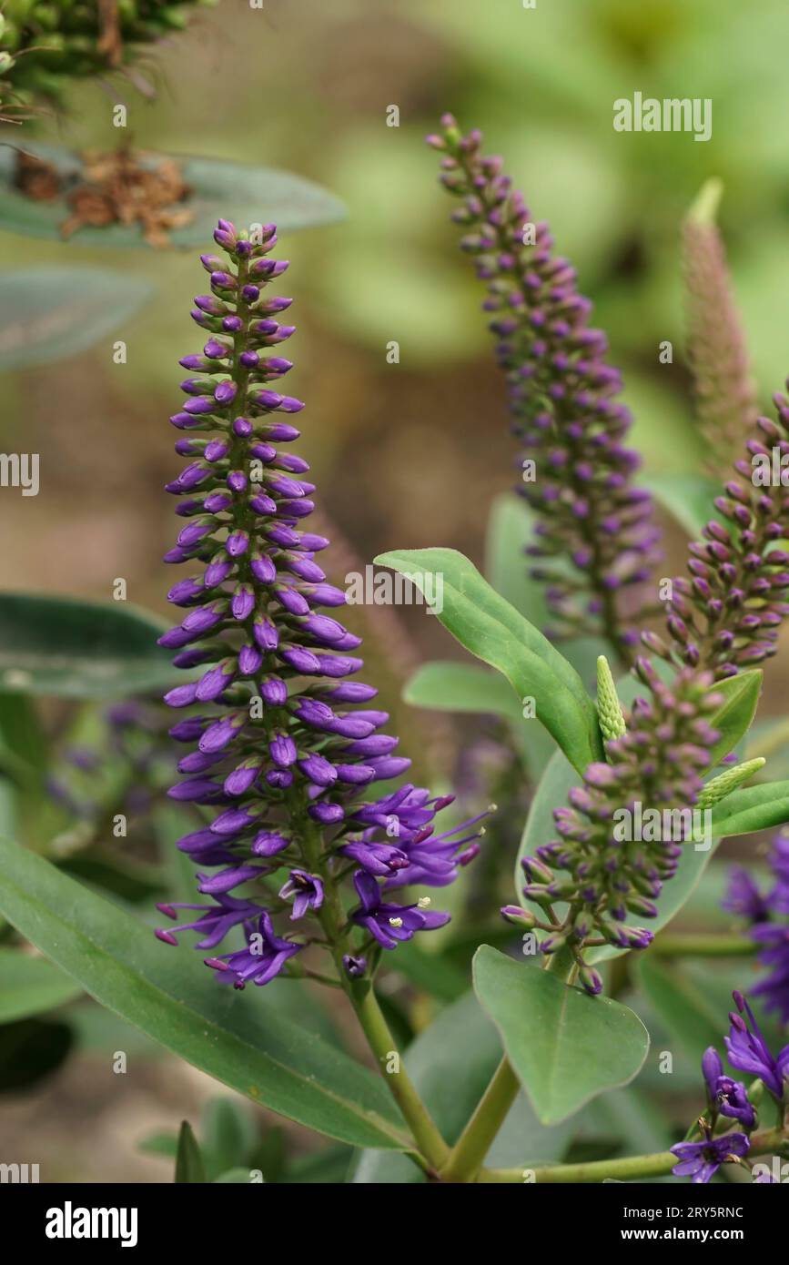 Colorful closeup on the lightblue flowering evergreen shrub Hebe ...