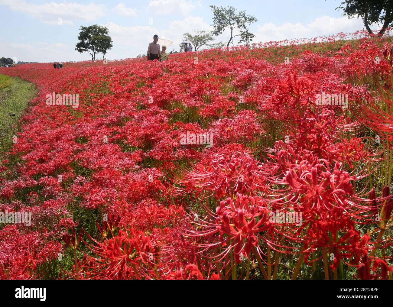 Flowers of red spider lily (Lycoris radiata / red magic lily / equinox ...