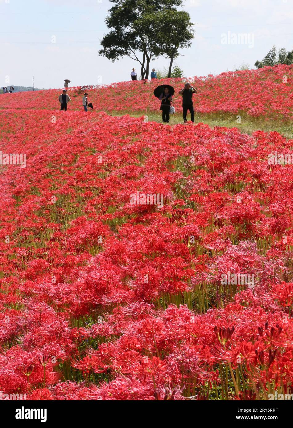 Flowers of red spider lily (Lycoris radiata / red magic lily / equinox ...