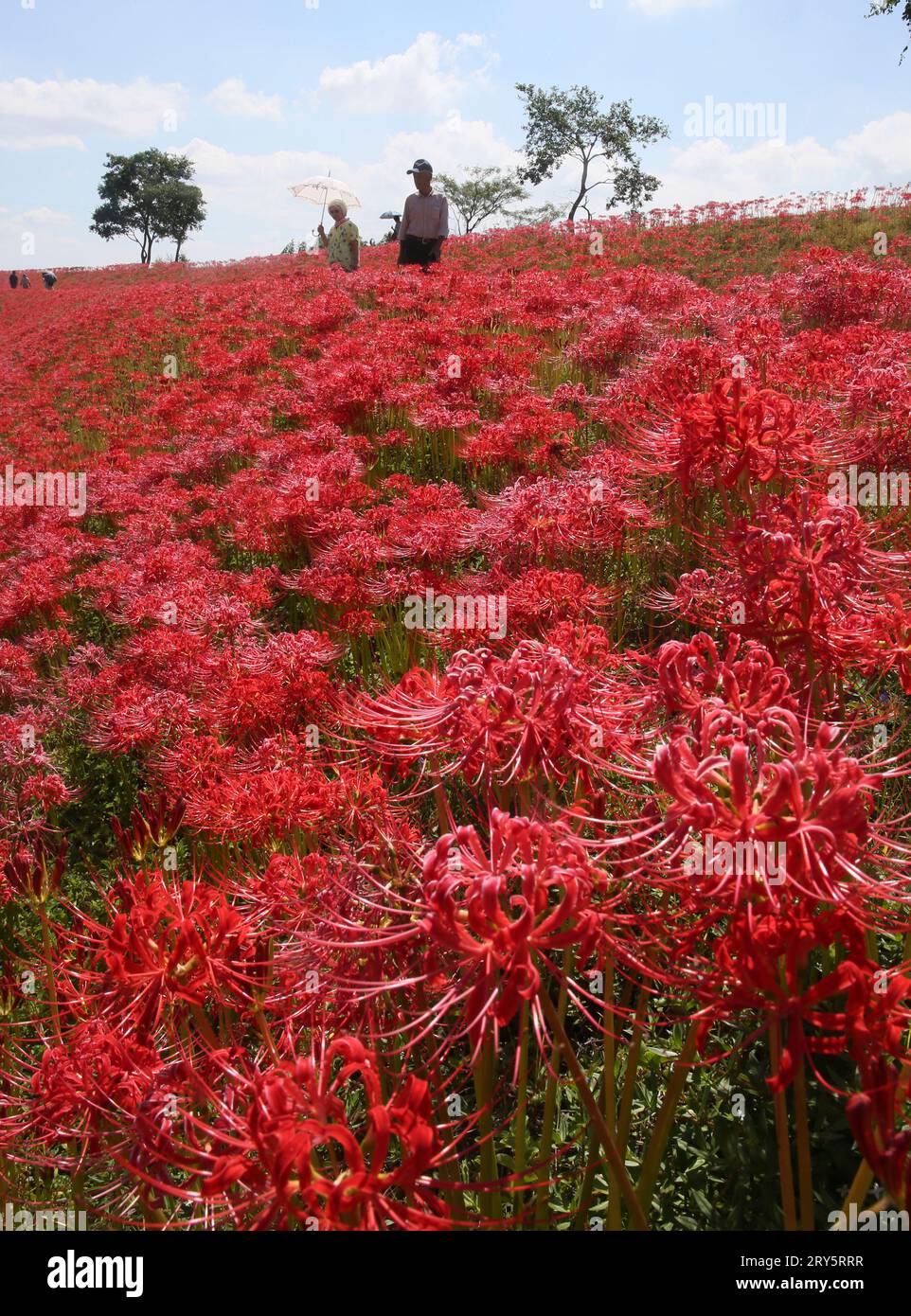 Flowers of red spider lily (Lycoris radiata / red magic lily / equinox flower / resurrection ...