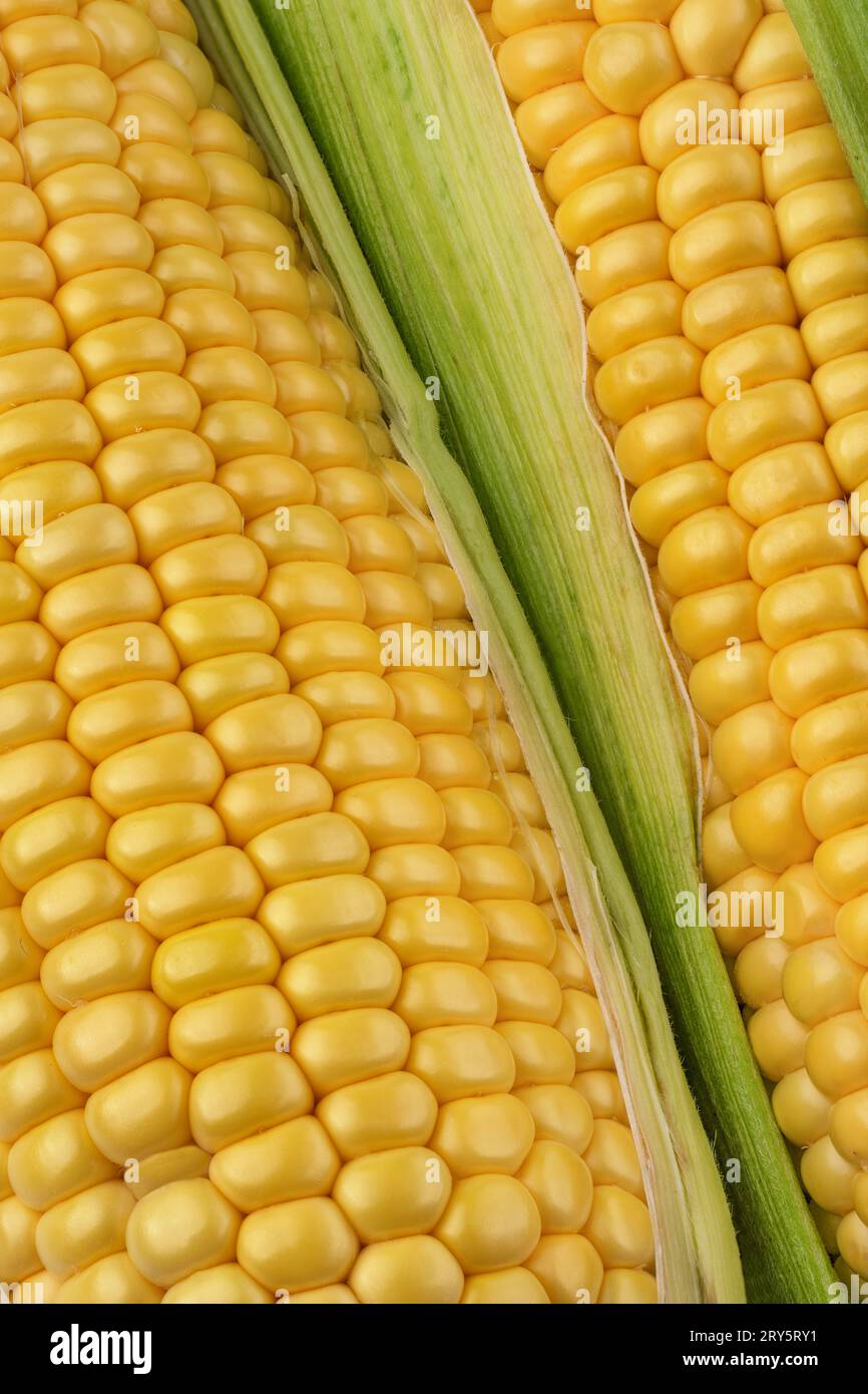Sweet corncob background. Corn ears texture closeup. Macrophotography ...