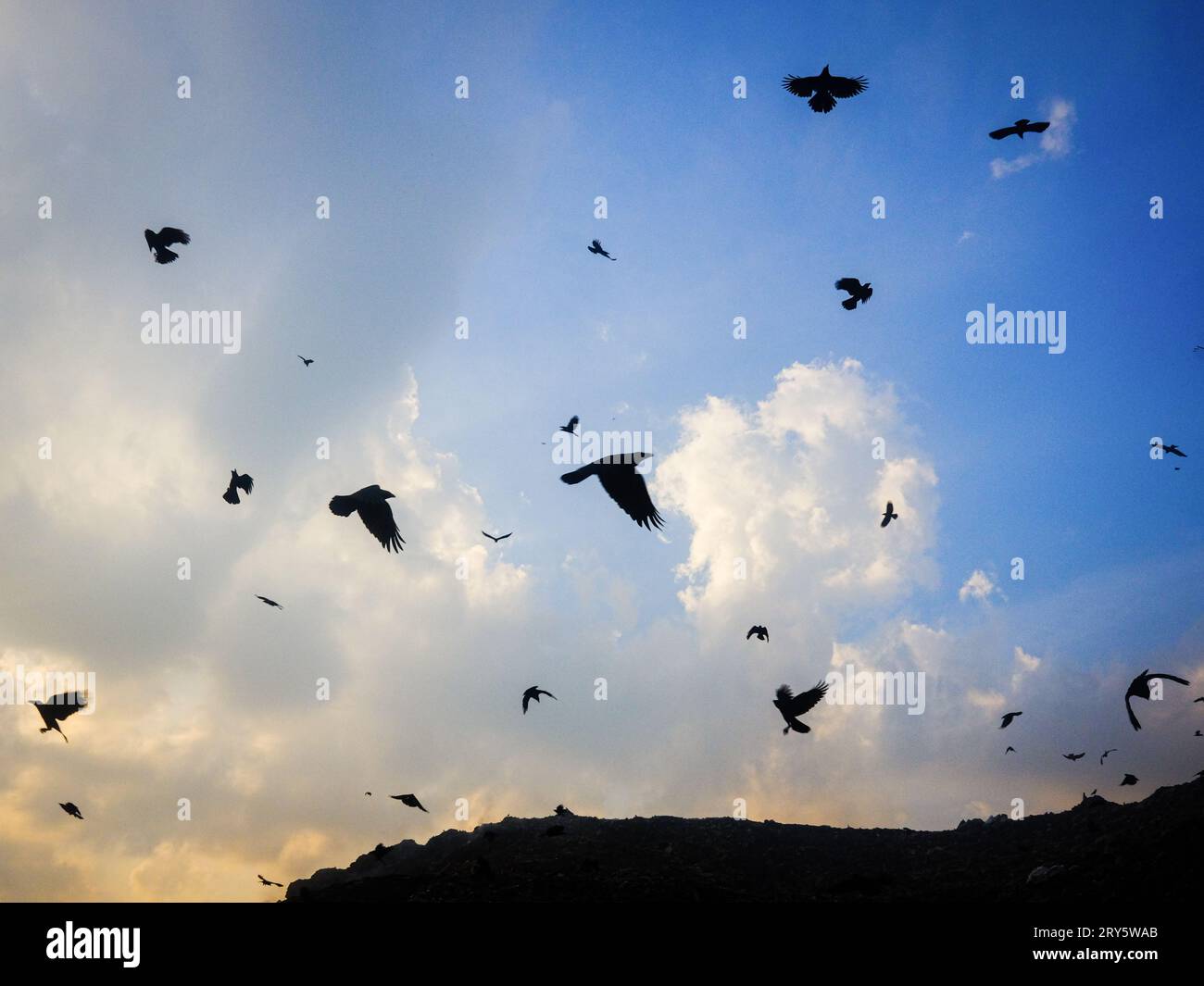 birds in flight Stock Photo - Alamy