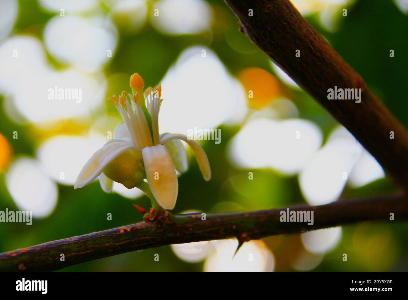 Boka effect hi-res stock photography and images - Alamy