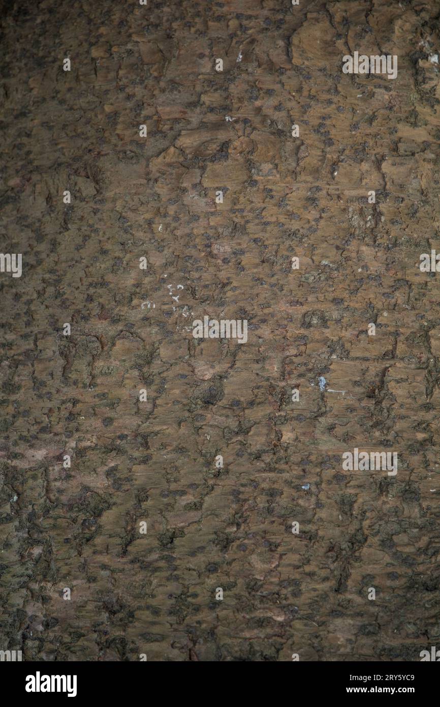 Stone texture, painting overlay for photoshop Stock Photo - Alamy