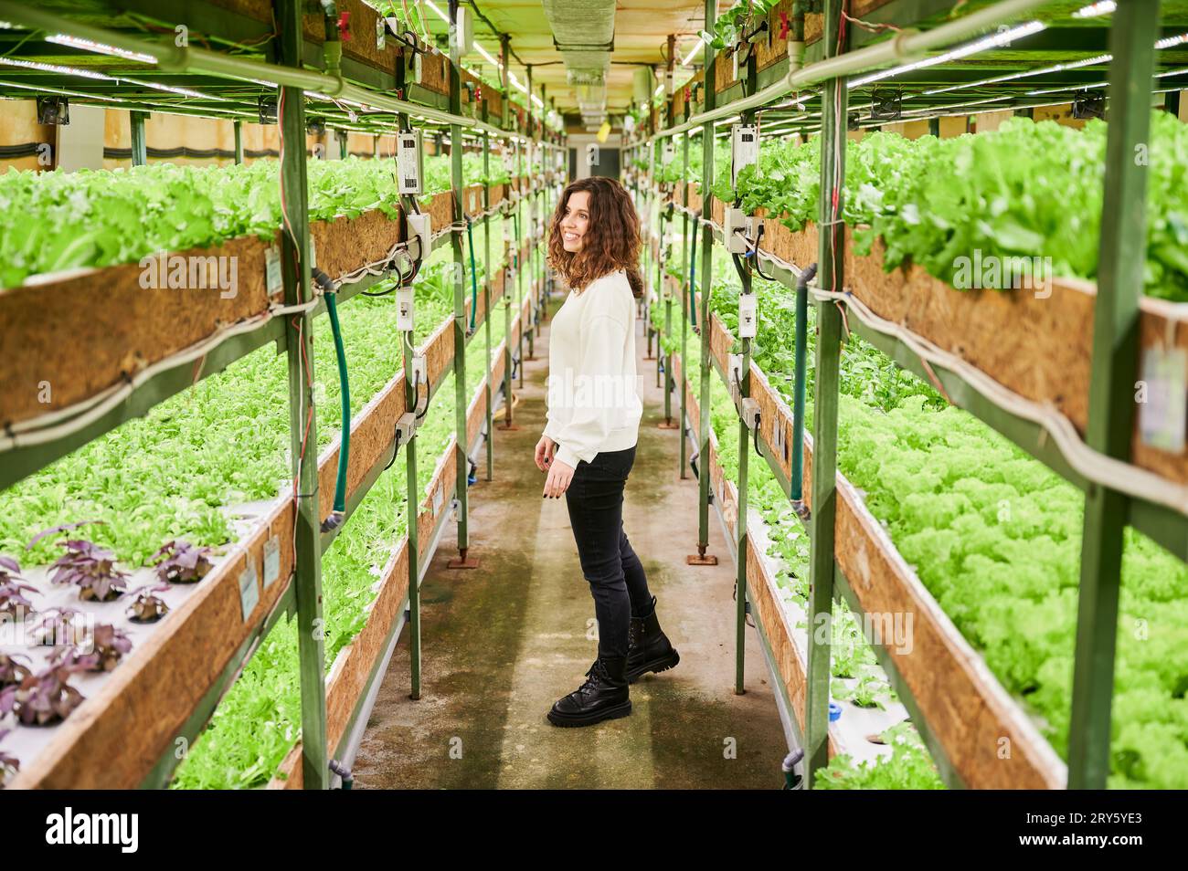 Female person looking at green leafy plants in greenhouse. Full length ...