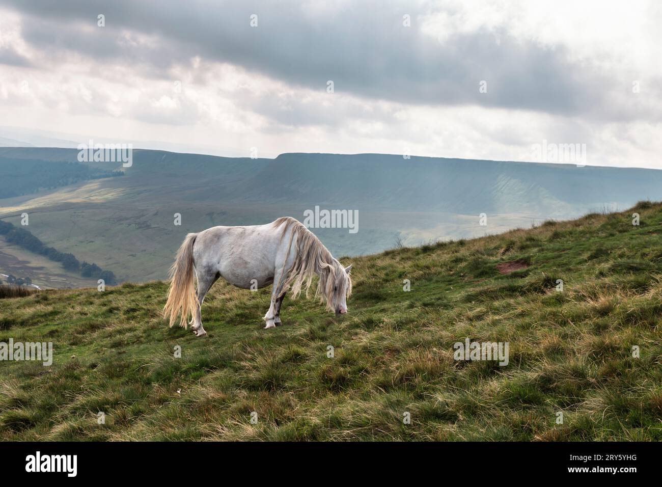 White horse grazing near the Cribyn summit, Brecon Beacons, Wales, UK ...