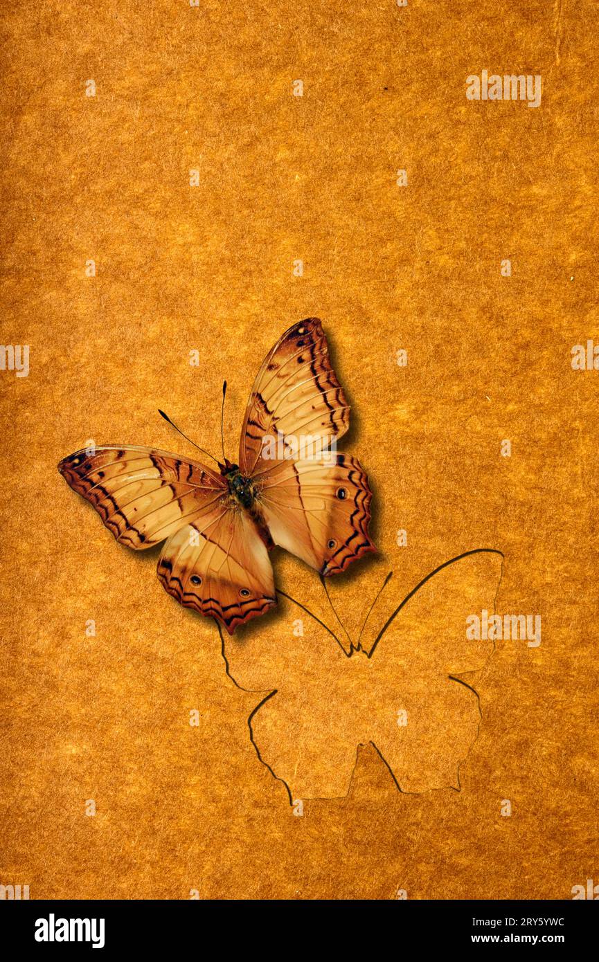 Concept transformation of butterfly hi-res stock photography and images ...