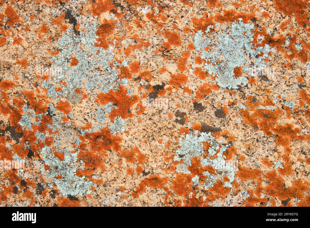 Orange and pale blue lichen on granite rock in close-up, high ...