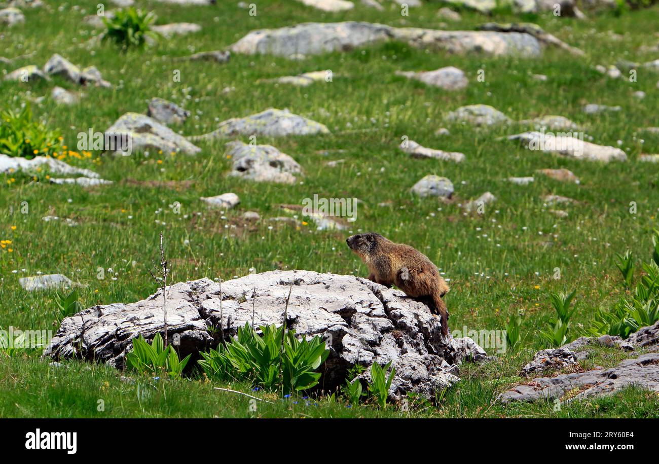 Marmot on the banks of Lake Allos, 2220 m, the largest high-altitude ...