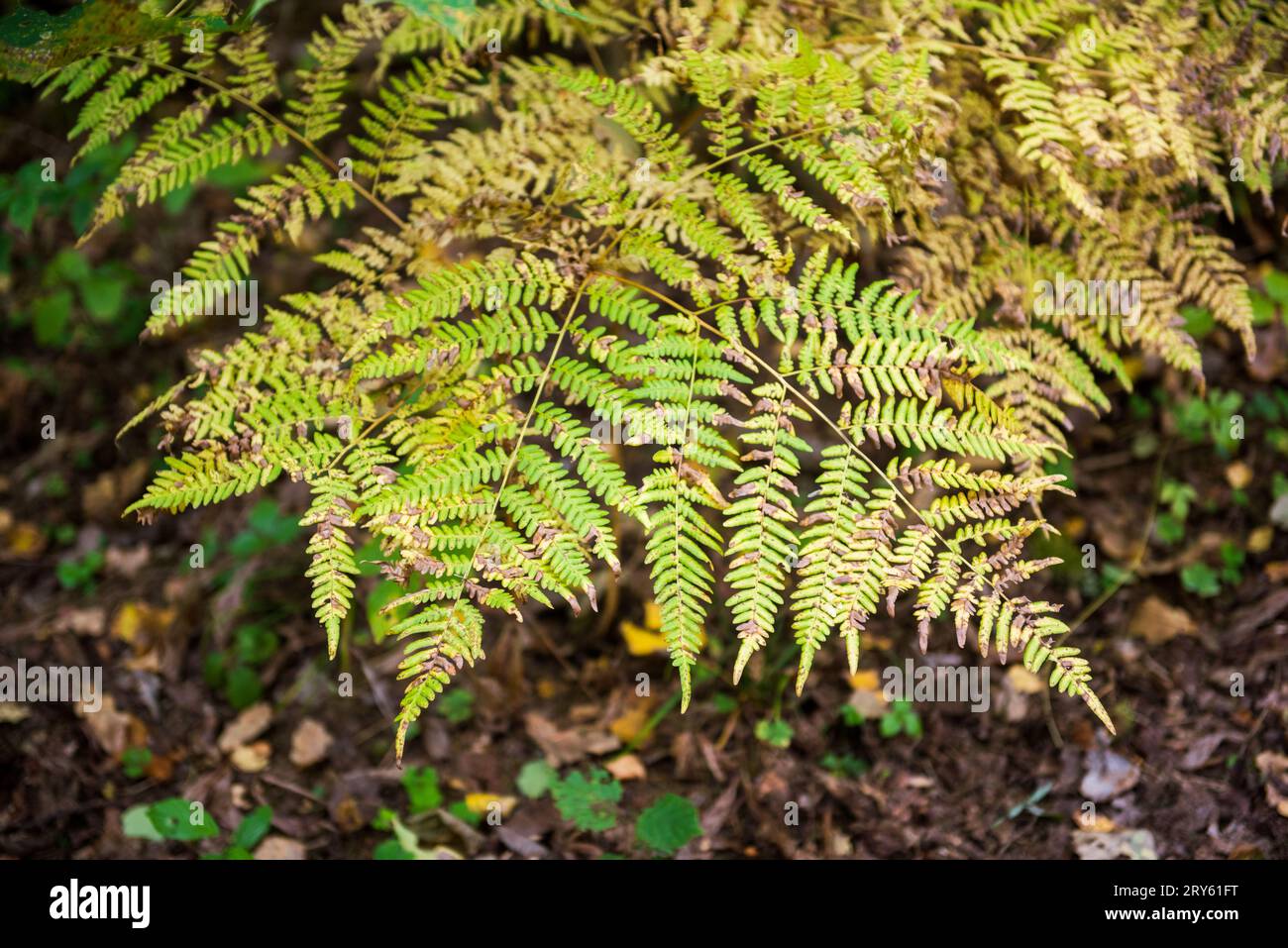 Autumn fern with brown patches in the forest Stock Photo - Alamy