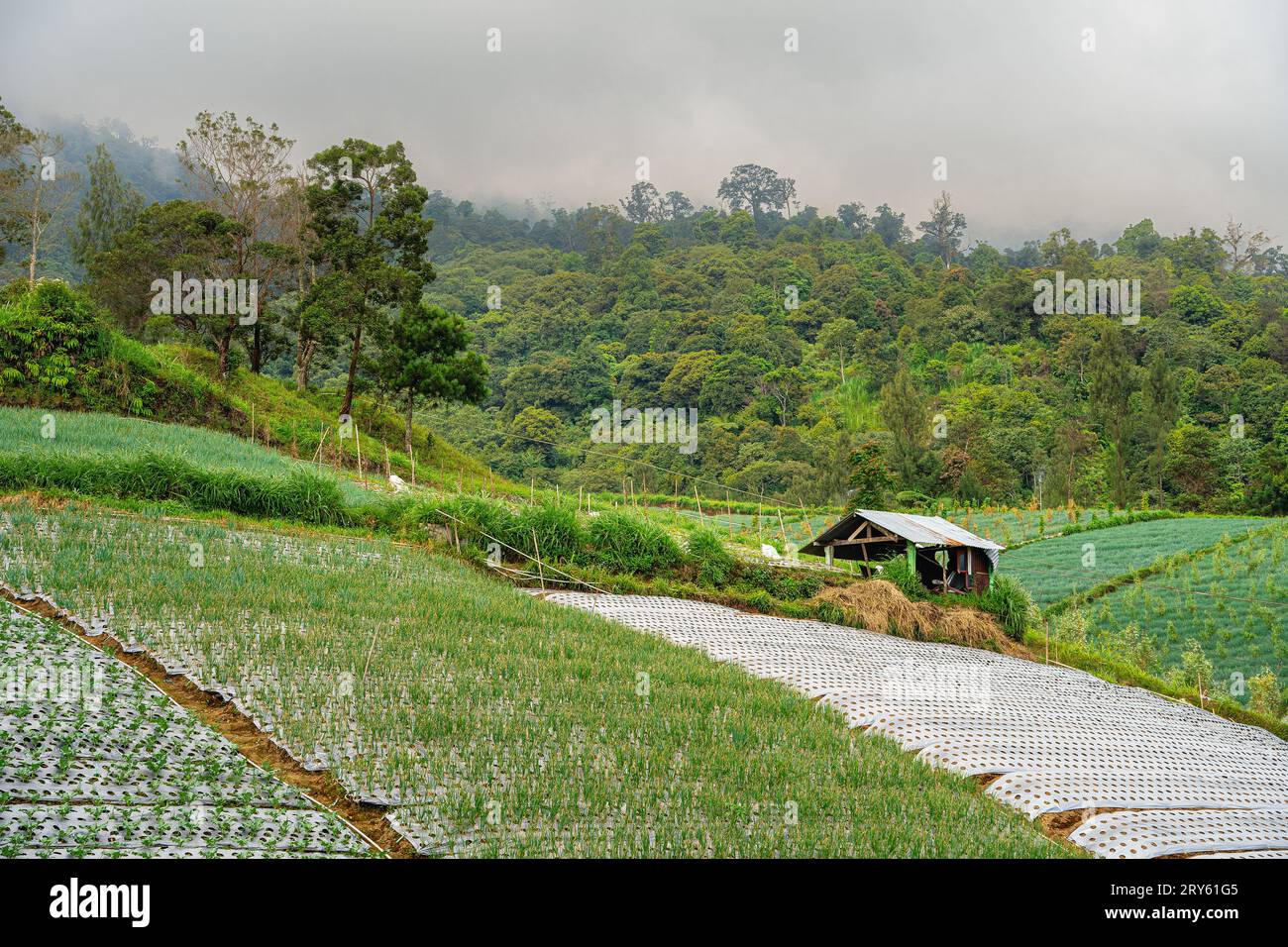 Pemandangan gunung hi-res stock photography and images - Alamy