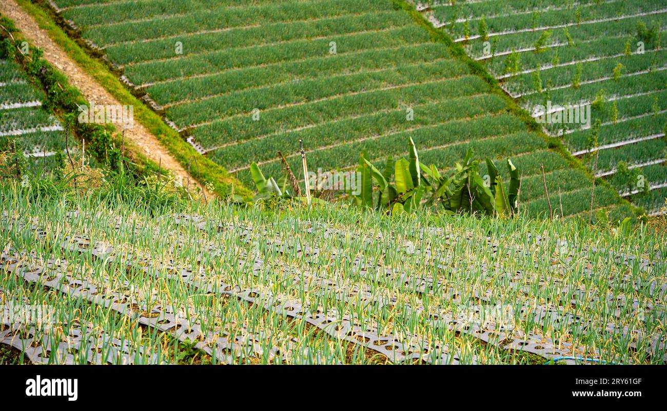 Indonesian countryside near Gunung Lawu, Java Stock Photo - Alamy